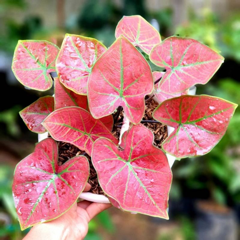 Jual RED ARIMI CALADIUM /BIBIT RED ARINI MURAH | Shopee Indonesia
