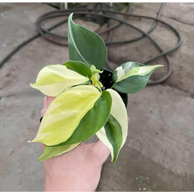 Jual Philodendron Gabby/Philodendron cream splash | Shopee Indonesia