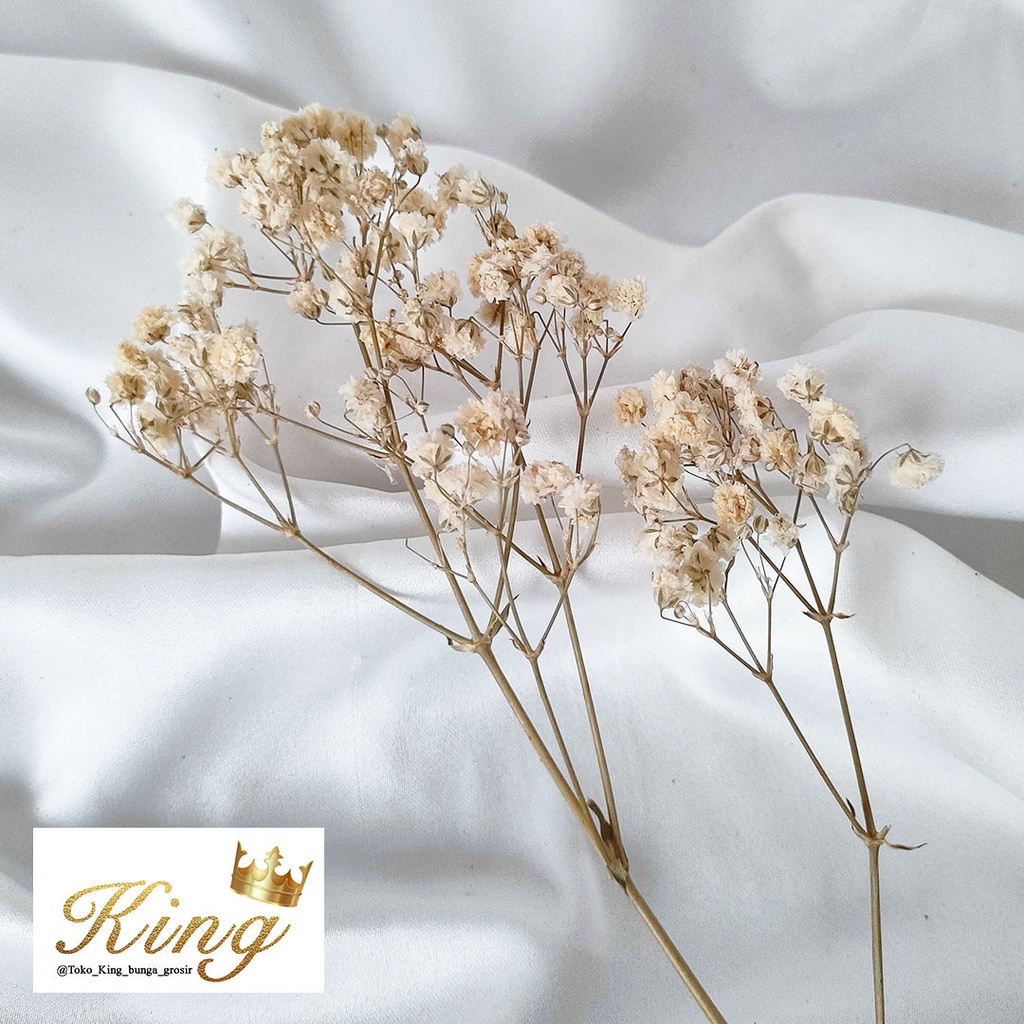 Jual Dried Flower Preserved Real Touch Premium Baby's Breath Gypsophila ...