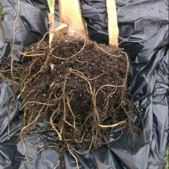 Jual Akar pohon pisang segar organik 100gram | Shopee Indonesia