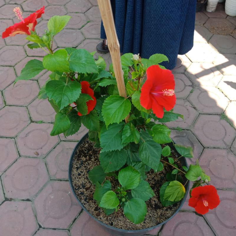 Jual Bunga sepatu Hibiscus Red Ruby tanaman hias rajin berbunga ...