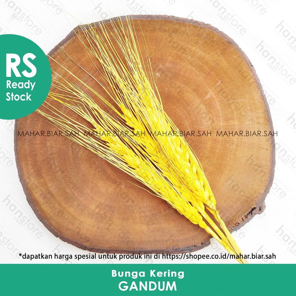 Jual RS 4 Tangkai Gandum Kering / Natural Wheat Dried Flower / Bunga ...