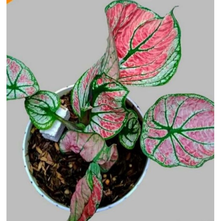Jual Caladium ARINI (DAUN GANDA) | Shopee Indonesia