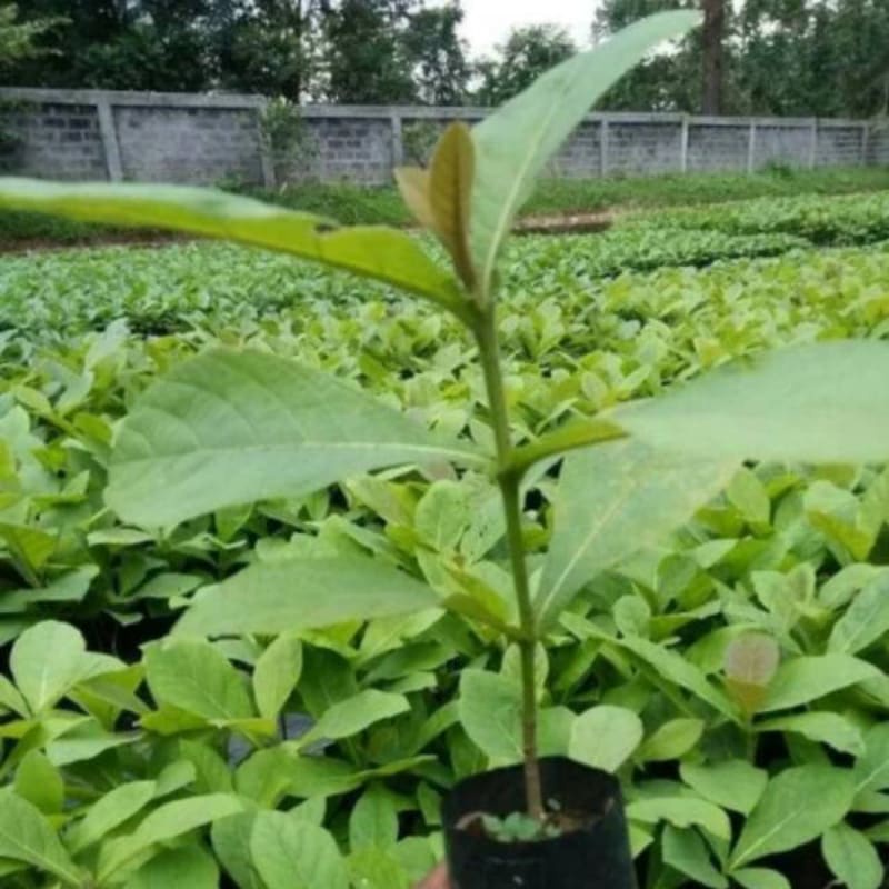 Jual Tanaman pohon jati mas | Shopee Indonesia