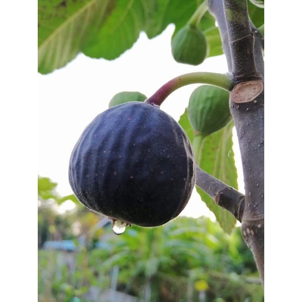 Jual bibit tin IRAQI jenis buah tin hitam yang sangat produktif ...