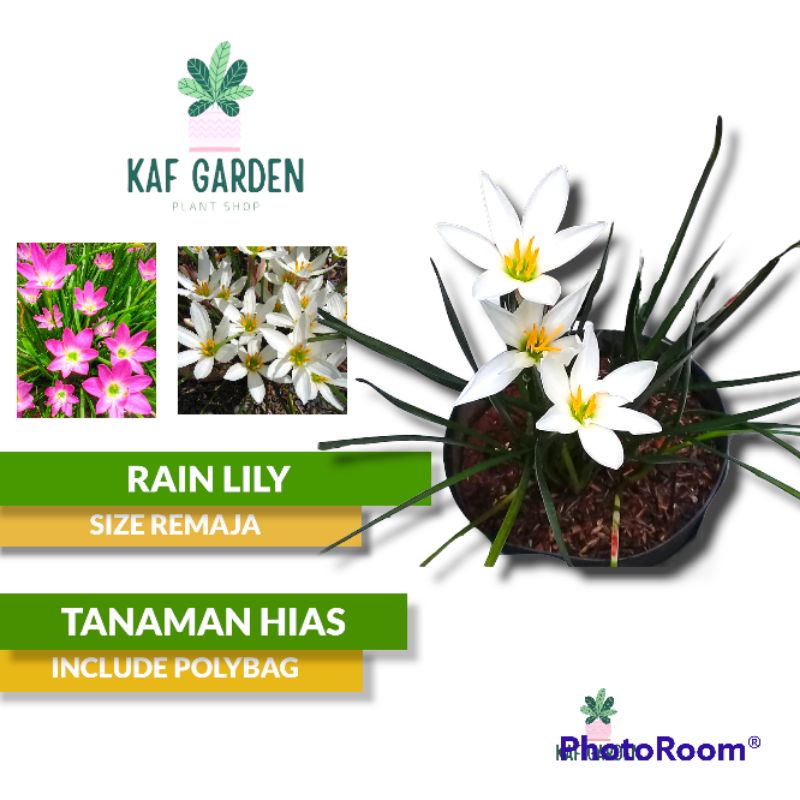 Jual rain lily tanaman hias bawang bawangan lily hujan kucai bunga ...