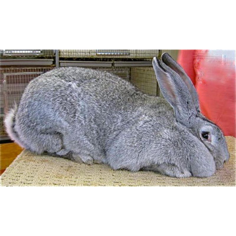 Jual Kelinci Raksasa Flamish giant | Shopee Indonesia