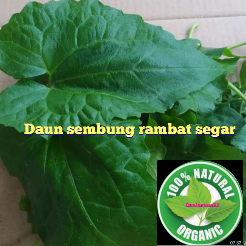 Jual Daun sembung rambat 500 gram | Shopee Indonesia