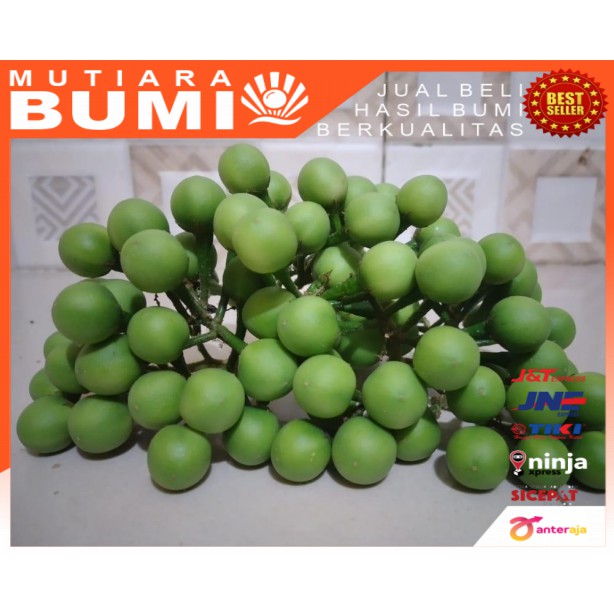 Jual Buah cepokak segar 500gr, Takokak, tekokak | Shopee Indonesia