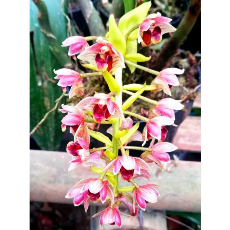 Jual Anggrek Mawar / Eria Flavencens Dewasa | Shopee Indonesia