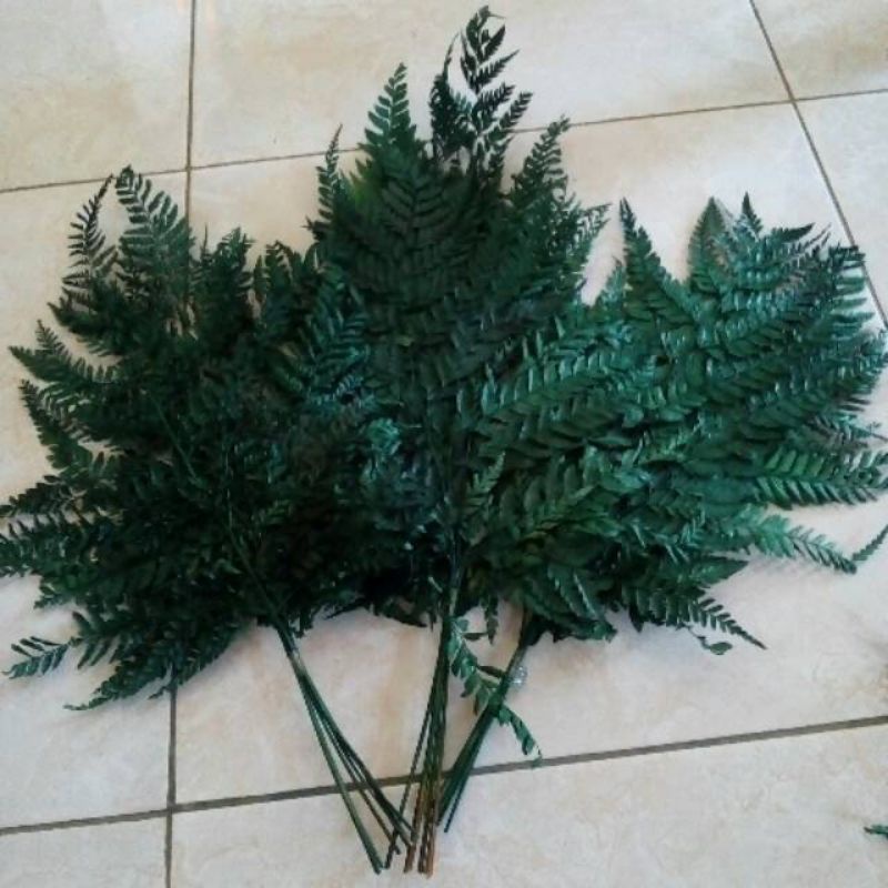 Jual daun pakis kering | Shopee Indonesia
