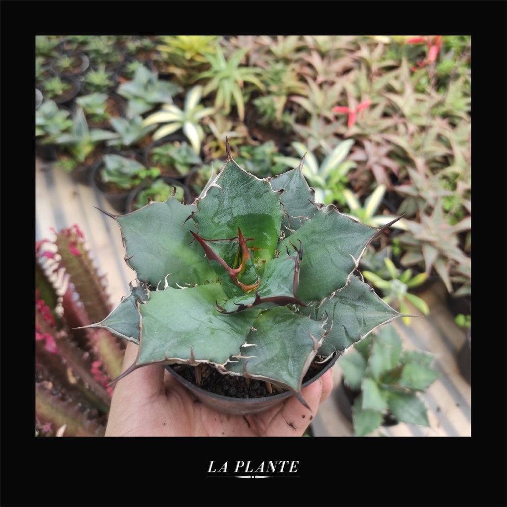 Jual AGAVE TITANOTA | Shopee Indonesia