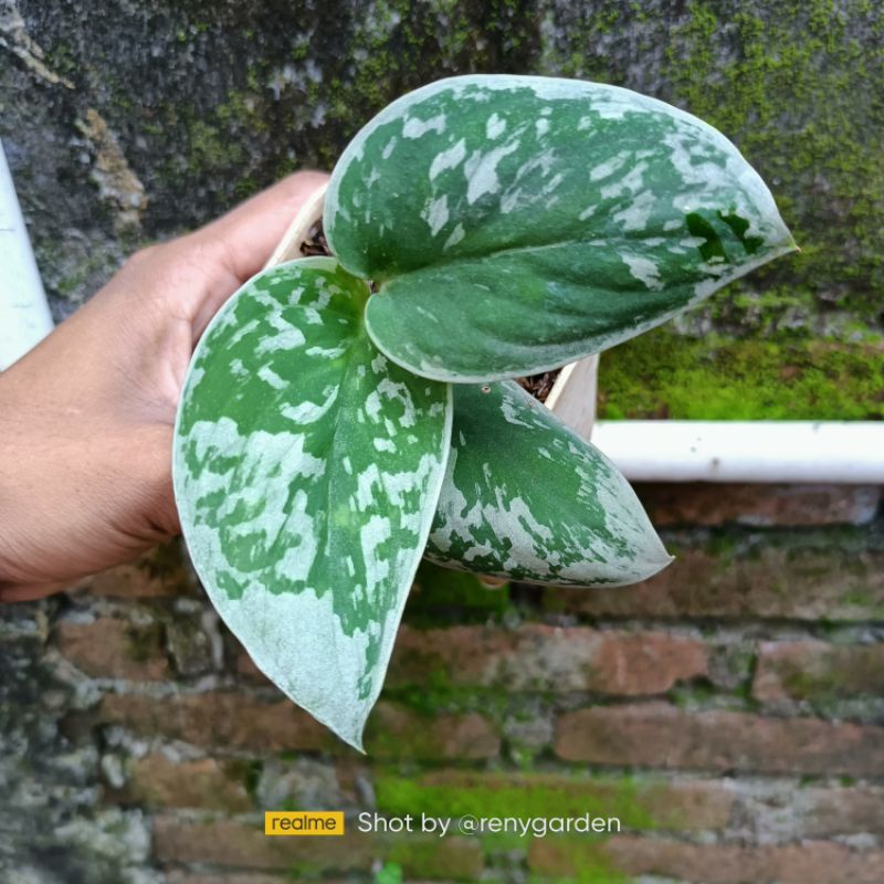 Jual Scindapsus silver ann (Import) | Shopee Indonesia