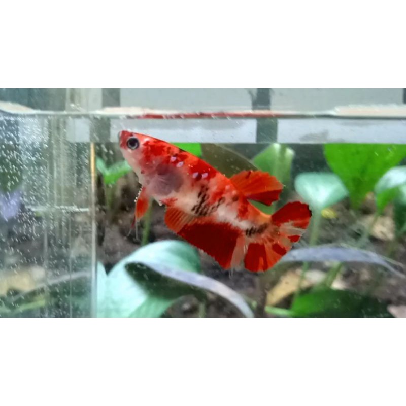 Jual Ikan Cupang Nemo Female Virgin riil pict | Shopee Indonesia