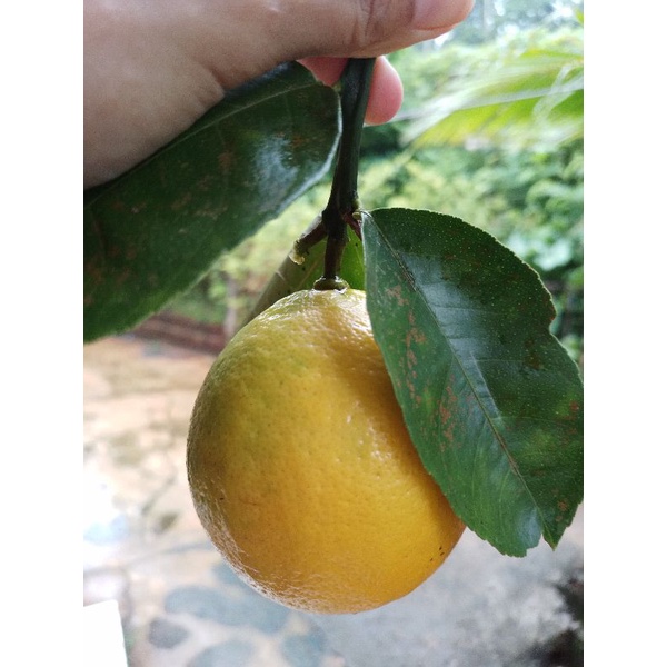 Jual Jeruk Lemon California Satuan - Bumi Pangan | Shopee Indonesia