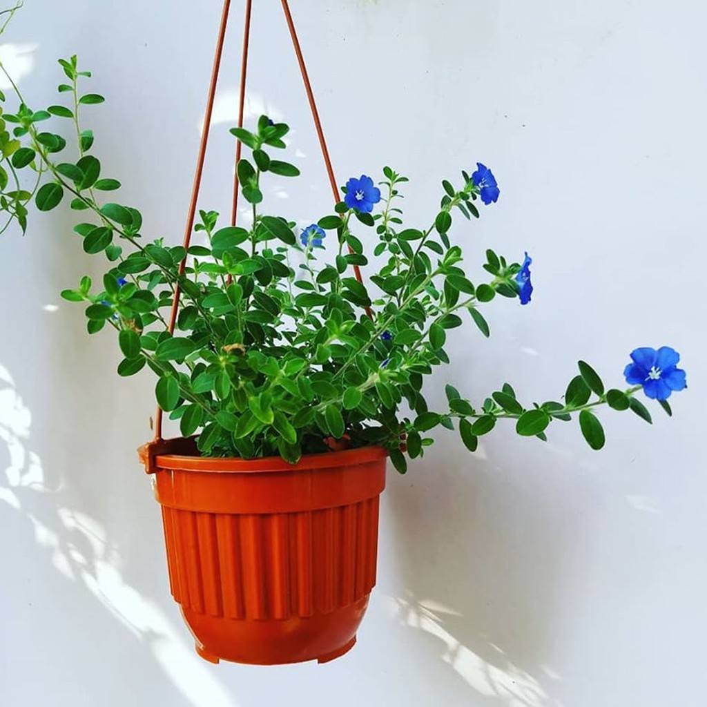 Jual Tanaman hias Blue eyes bunga biru | Shopee Indonesia