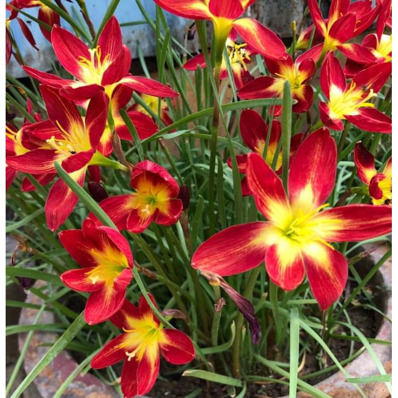 Jual lily merah Harga Terbaik & Termurah Mei 2023 | Shopee Indonesia