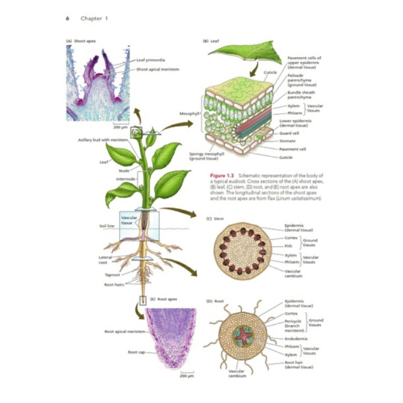 Jual buku anatomi & fisiologi - plant physiology & development 6th ...