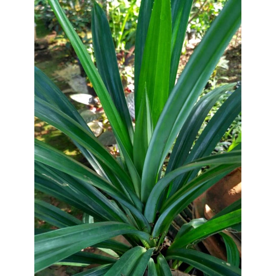 Jual Pohon pandan wangi/tanaman dapur muraaah/tanaman masakan | Shopee ...
