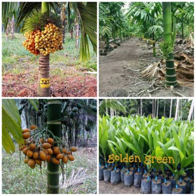 Jual Bibit Pinang Betara Berukuran 50cm Pinang Batara Jenis Hibrida ...