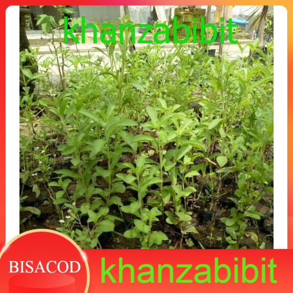 Jual Paket 4 Bibit Tanaman Obat Herbal Stevia (WISATA FLORA) | Shopee ...