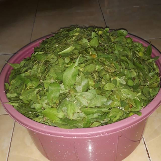 Jual Promo 500 gram daun henna pacar kuku dan rambut segar dan alami ...