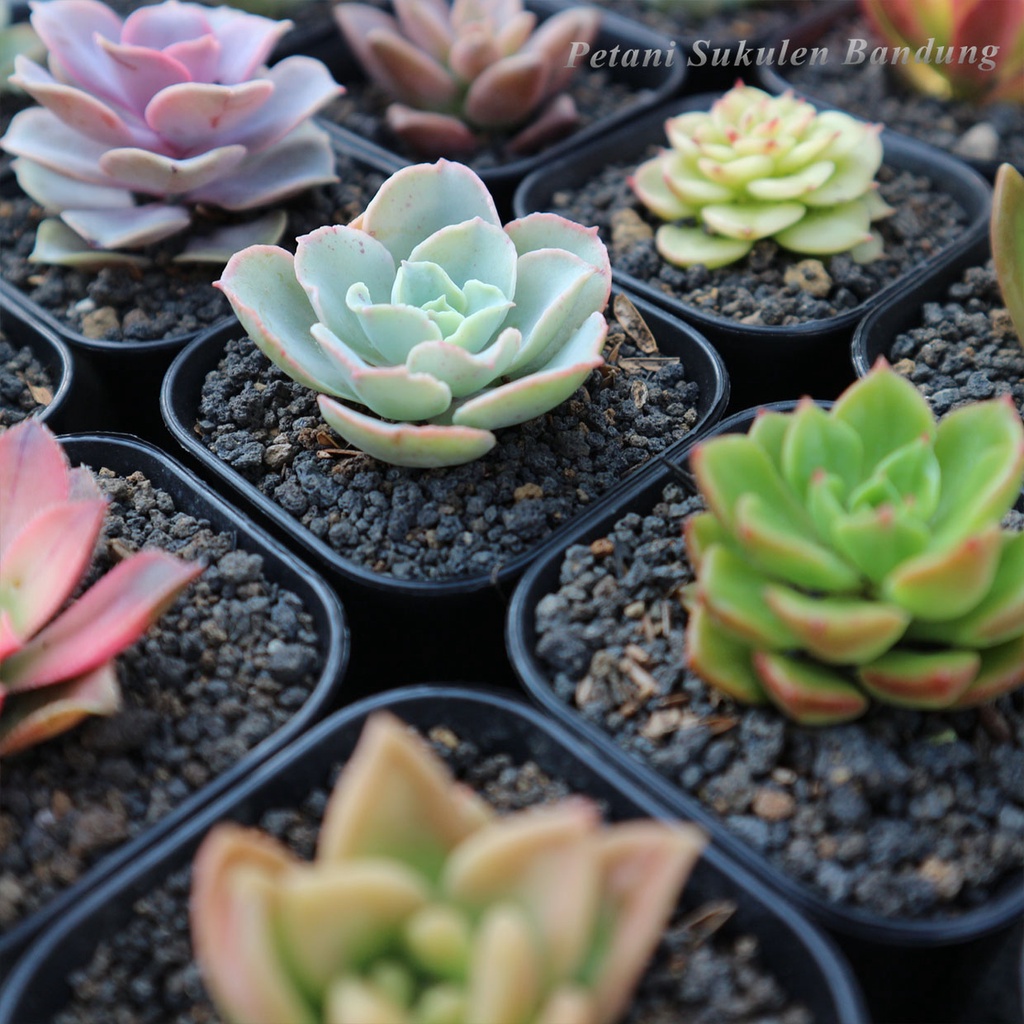 Jual PAKET Sukulen Sekulen Kaktus GRATIS POT & media cactus mini ...