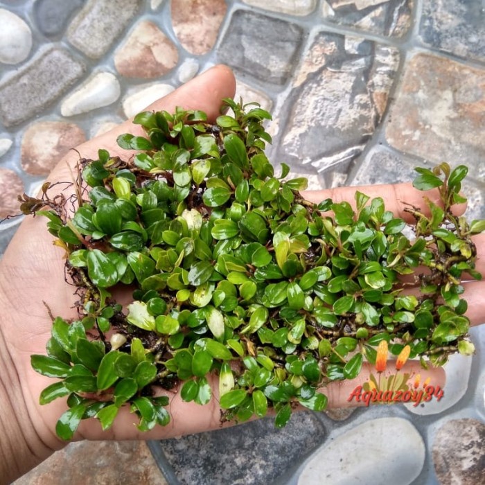 Jual Bucephalandra Super Mini Buce Super Mini Tanaman Aquascape 002 ...