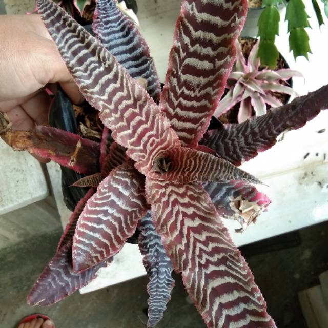 Jual Tanaman cryptanthus zebra pink (cryptanthus elaine ) | Shopee ...