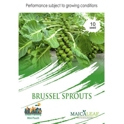 Jual Benih KOL Mini Brussel sprouts 1pack | Shopee Indonesia