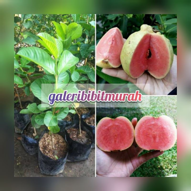 Jual BIBIT JAMBU KRISTAL MERAH TANPA BIJI (JAMBU SUKUN MERAH) | Shopee ...