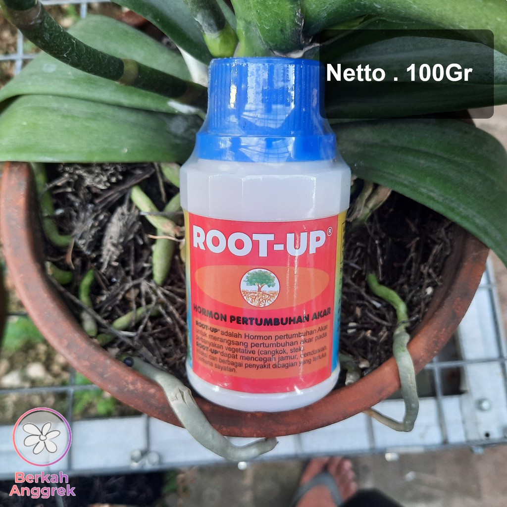 Jual RootUp Root Up 100 Gram Stek Cangkok dan Nutrisi Anti Stress Akar ...
