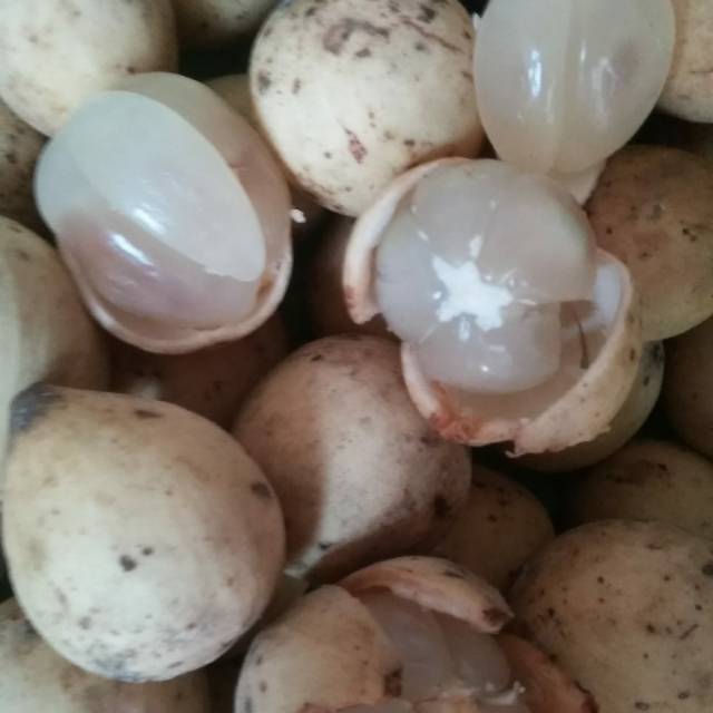 Jual Langsep Buah / Langsat / Duku / Dhuku Buah kilogram | Shopee Indonesia