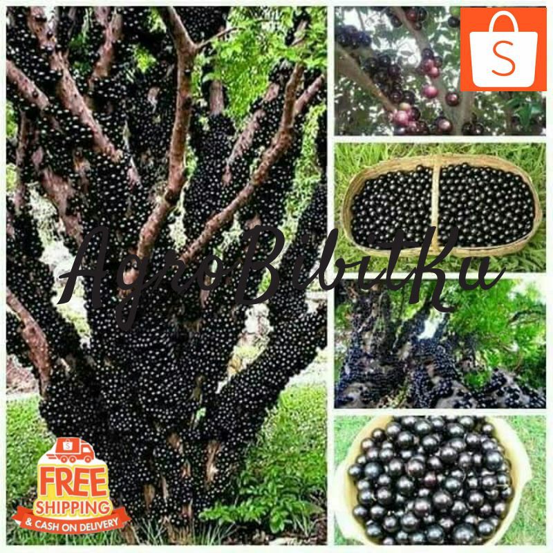 Jual BIBIT TANAMAN BUAH ANGGUR POHON ANGGUR BRAZIL JENIS SABHARA ...