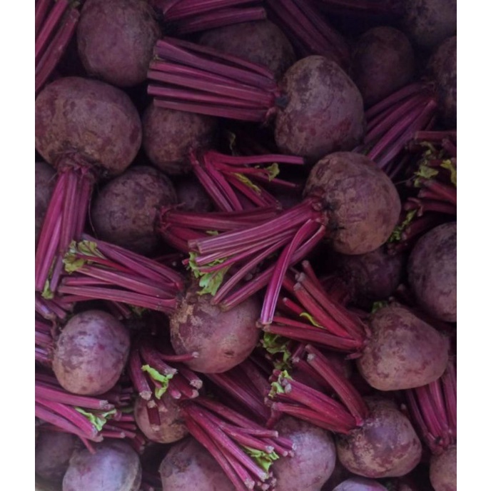 Jual Buah bit 1 kg beet root BATU MALANG fresh langsung dari kebun / free packing kardus ...