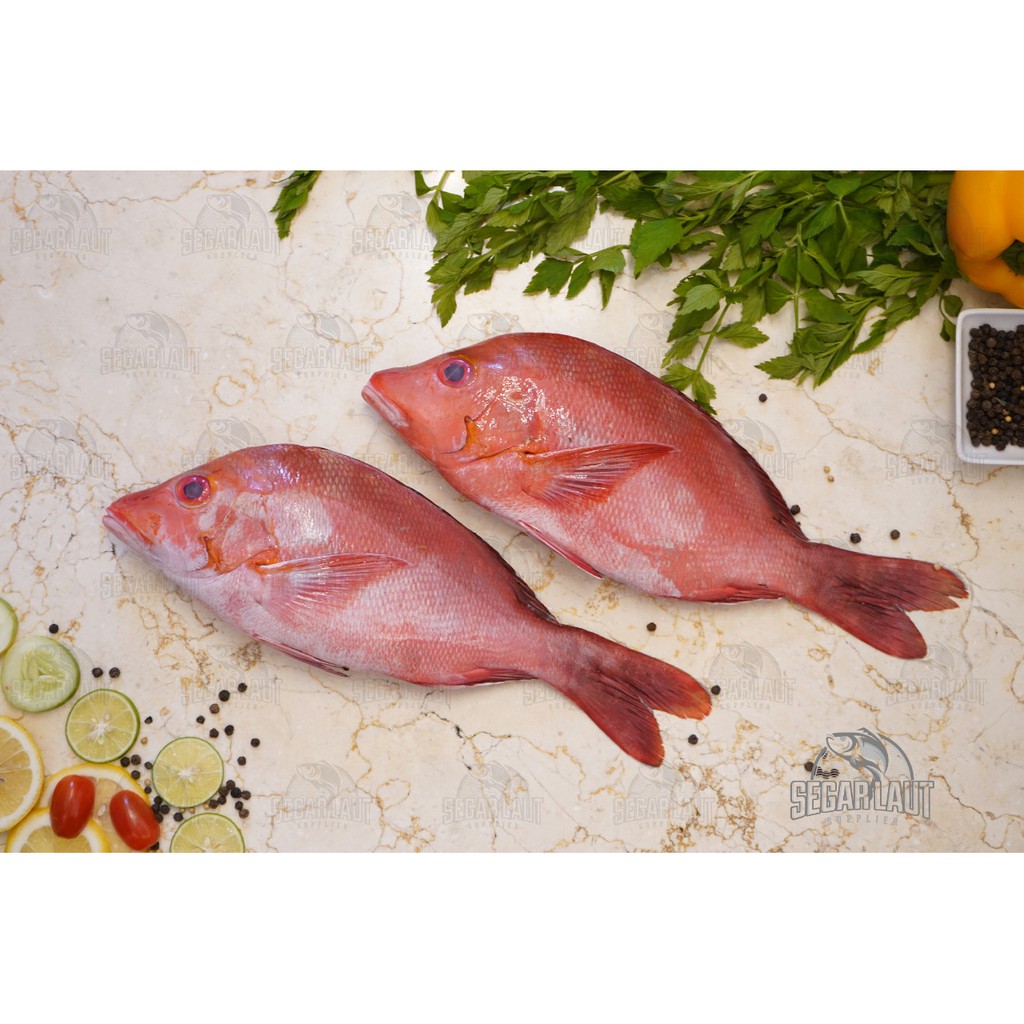 Jual IKAN KAKAP MERAH | RED SNAPPER | FRESH | Shopee Indonesia