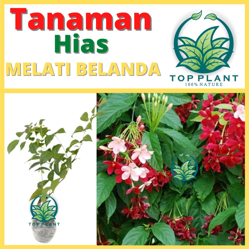 Jual Tanaman Rambat Melati Belanda - Bibit Bunga Hidup | Shopee Indonesia