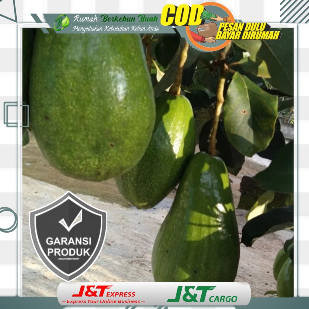Jual Bibit Alpukat Aligator Super Sambung Pucuk Asli Buah Unggul Genjah ...