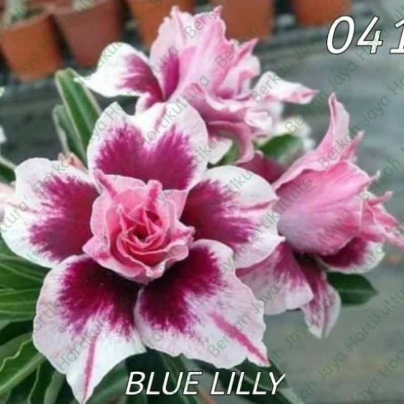 Jual Bibit Bunga Kamboja Adenium Blue Lillyy | Shopee Indonesia