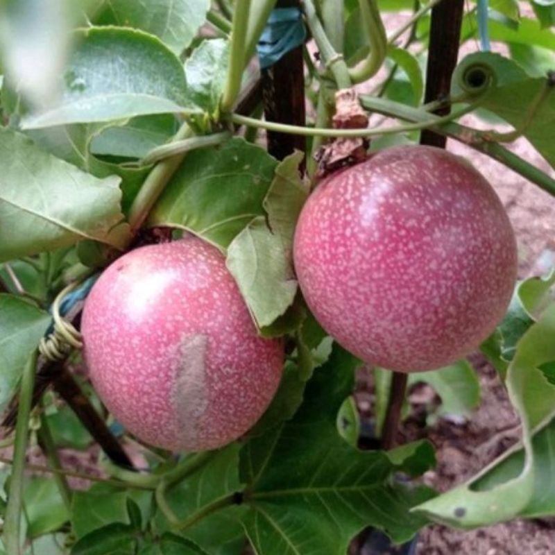 Jual Tanaman Buah Markisa Madu Ungu Impor Jepang Dewasa Siap Berbuah Cocok Dalam Pot Dan ...