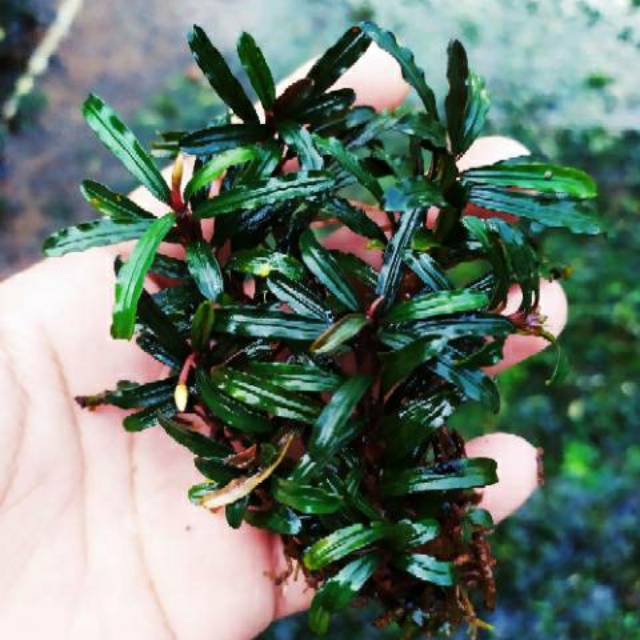 Jual bucephalandra red velvet clump | Shopee Indonesia