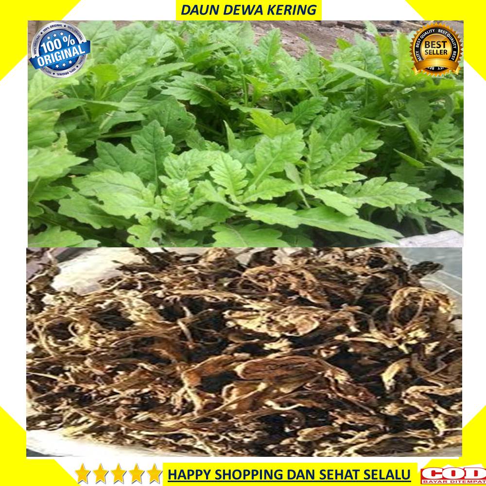 Jual Daun Dewa Kering 50 Gram Obat Herbal | Shopee Indonesia