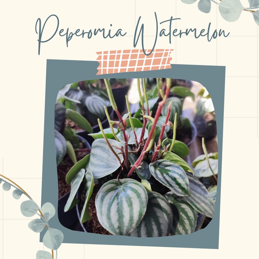 Jual Peperomia Watermelon Tanaman Hias Peperomia Sandersii Bunga ...