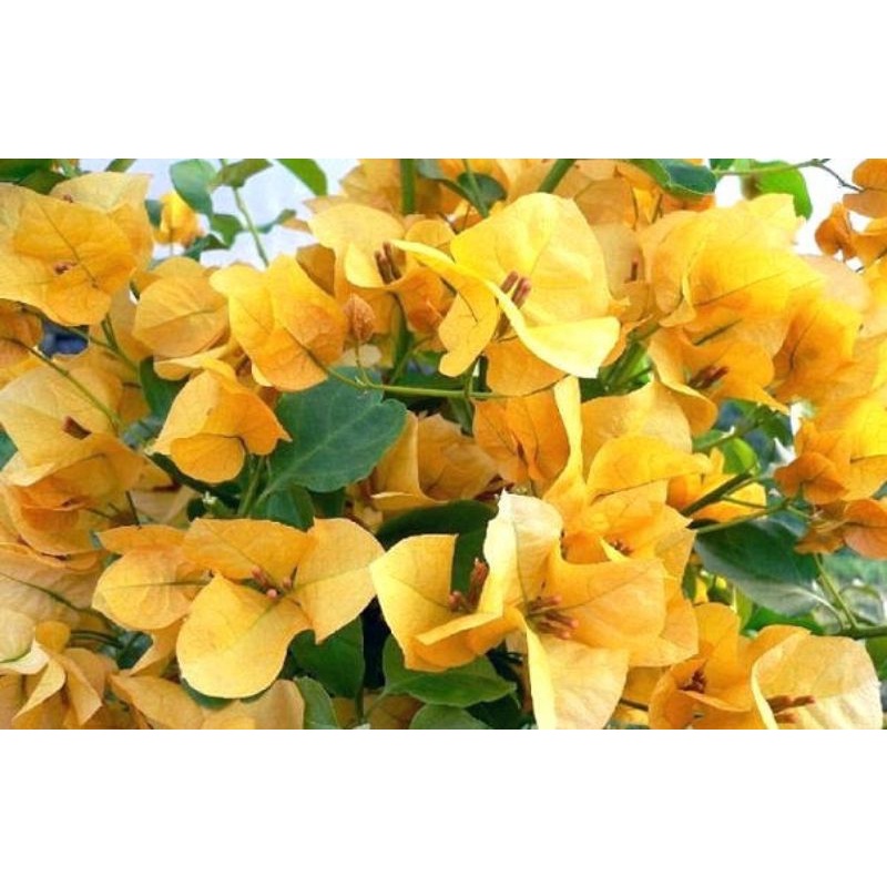 Jual Bunga Bougenville Kuning Shopee Indonesia