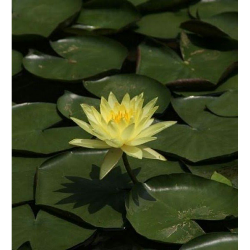 Jual bibit bunga teratai cromatela kuning | Shopee Indonesia
