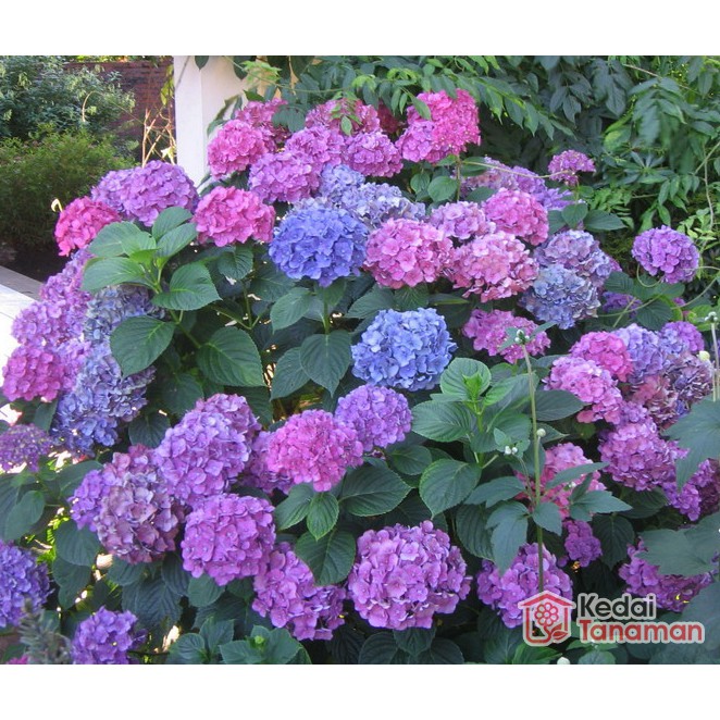 Jual Tanaman Hias Berbunga Hortensia Pancawarna Purple Hydrangea ...