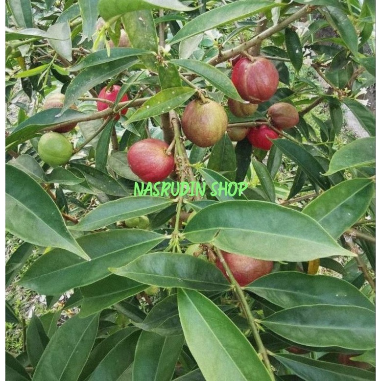 Jual DAUN MAHKOTA DEWA 100 LEMBAR | DAUN BUAH SIMALAKAMA | PHALERIA ...