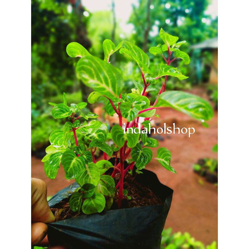 Jual TANAMAN HIAS POHON KROKOT BATIK BATANG MERAH | Shopee Indonesia