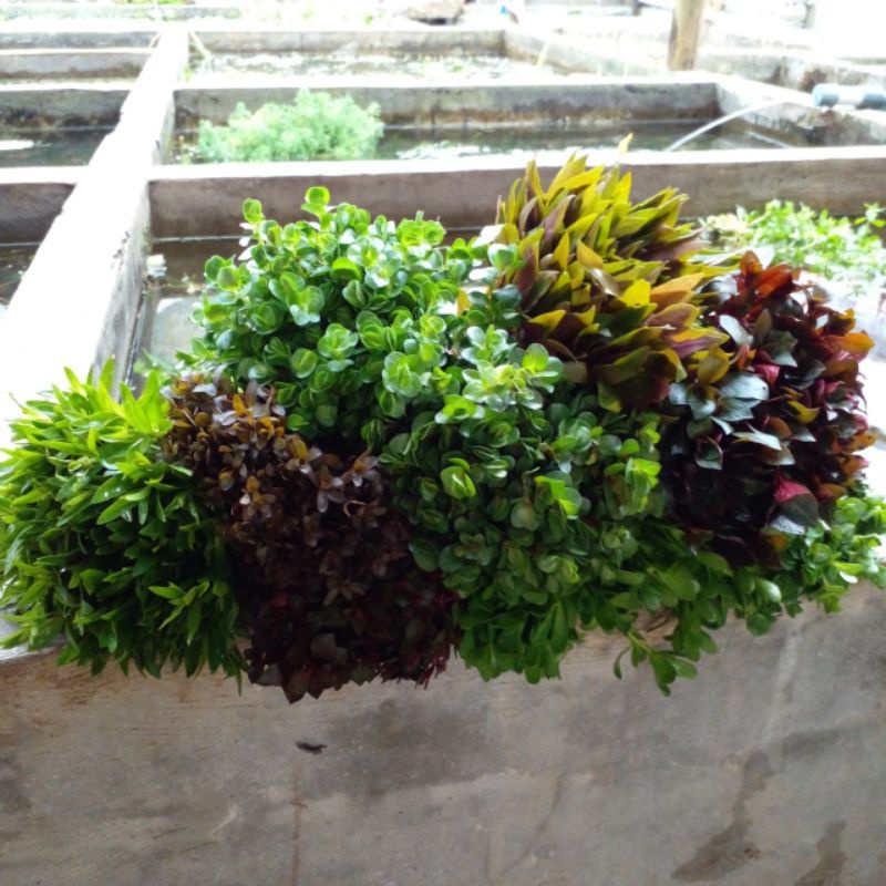 Jual Paket Hemat 100 Batang Mix Tanaman aquascape hiasan aquarium ... Jual Paket Hemat 100 Batang Mix Tanaman aquascape hiasan aquarium ...