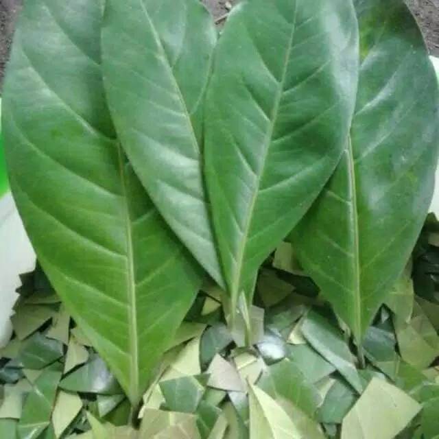 Jual Daun kopi Robusta Fresh 250 gram segar | Shopee Indonesia